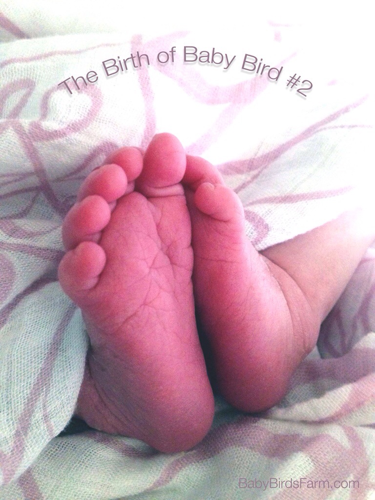 The Surprising Birth Story of Baby Bird #2 - Baby Bird's Farm and Cocina
