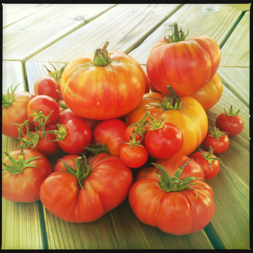 Tomato Time: Putting Up for the Winter - Baby Bird's Farm and Cocina