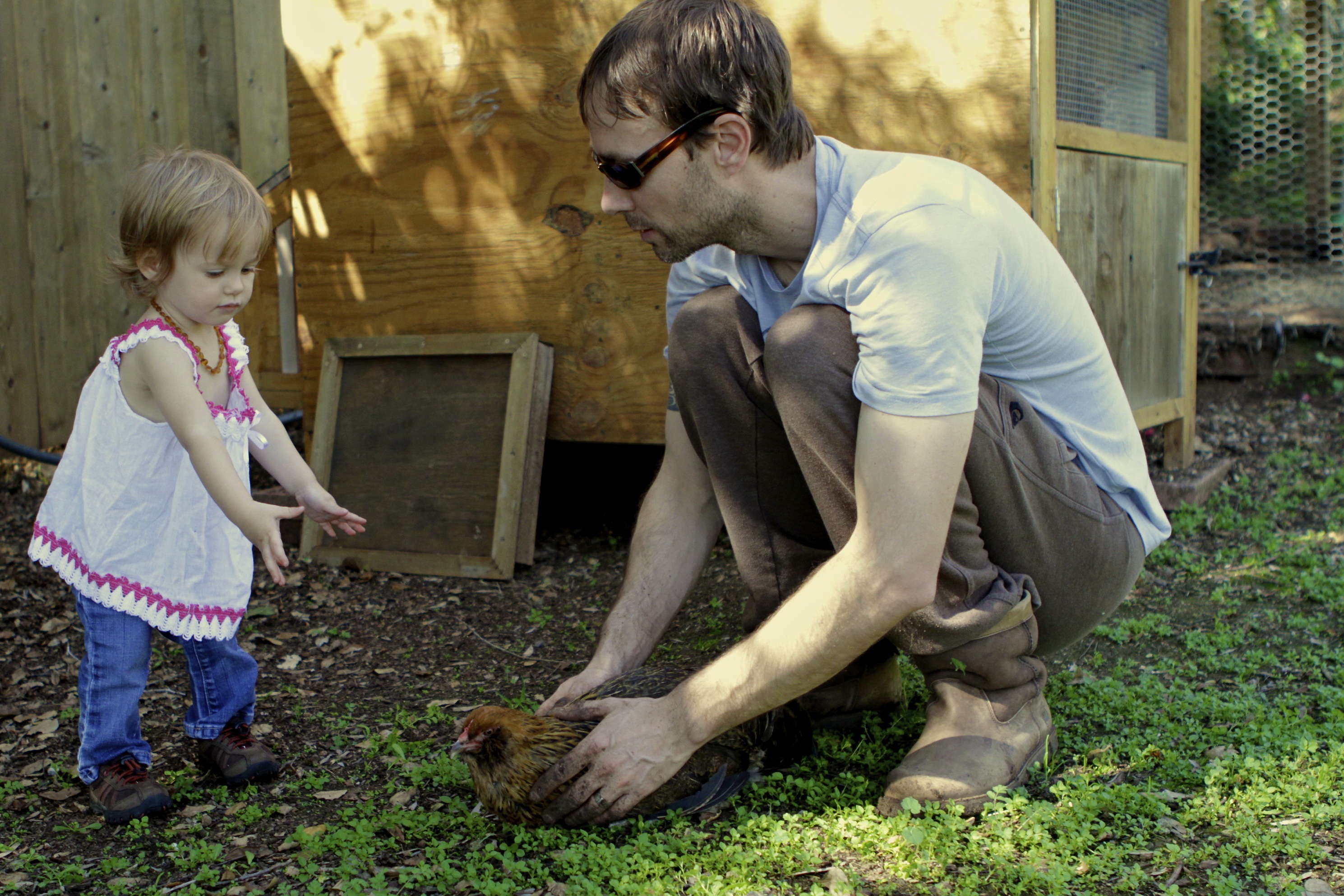 Dedicated to the Memory of our Hen Steve - Baby Bird's Farm and Cocina